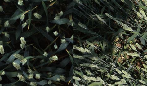 wheat detection using faster rcnn and pytorch