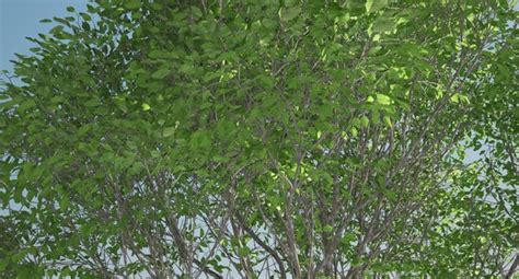 Realistic Generic Deciduous Tree Model Turbosquid 1359146
