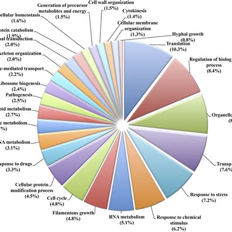 pie chart representing the functional annotation of predicted proteins