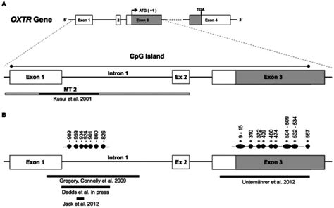 Panel A Top Shows The Genomic Organization Of The Oxytocin Receptor