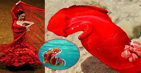 စပိန်ကချေသည်ဆိုပြီး ထူးခြားတဲ့နာမည်ကို ပိုင်ဆိုင်ထားကြတဲ့ ပင်လယ်ပက်ကျိ Myanmarload Myanmar