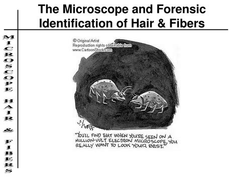 Ppt The Microscope And Forensic Identification Of Hair And Fibers Powerpoint Presentation Id 27344