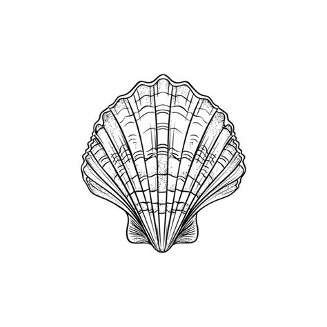 Shell Symmetry Vectors And Illustrations For Free Download