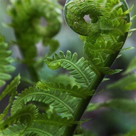 Cooking With Fiddlehead Ferns Fiddlehead Ferns Plant Leaves Tree Fern