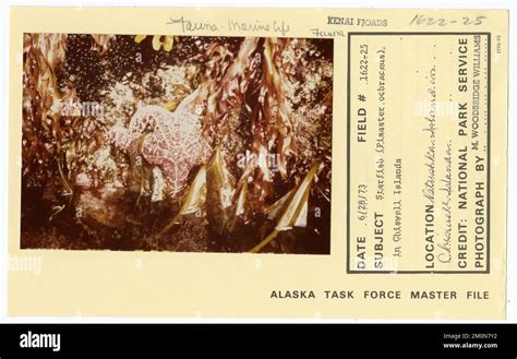 Starfish Pisaster Ochraceus In Chiswell Islands Alaska Task Force