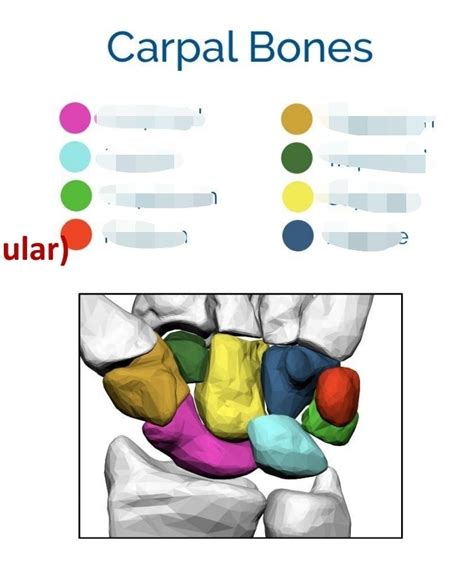 Görsel Anatomy Quizlet