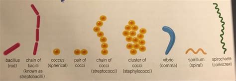 Communicable Diseases Intro Pathogen Types And Modes Of Transmission Flashcards Quizlet