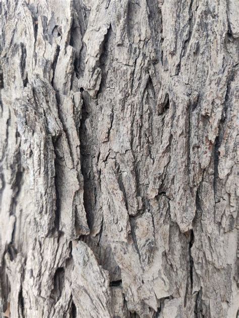 Tree Stem Wood Dried Tree Nature Stock Image Image Of Dried Nature