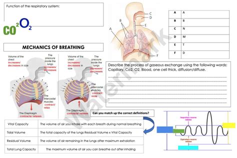 Cambridge Igcse Knowledge Organiser Respiratory System Teaching Resources