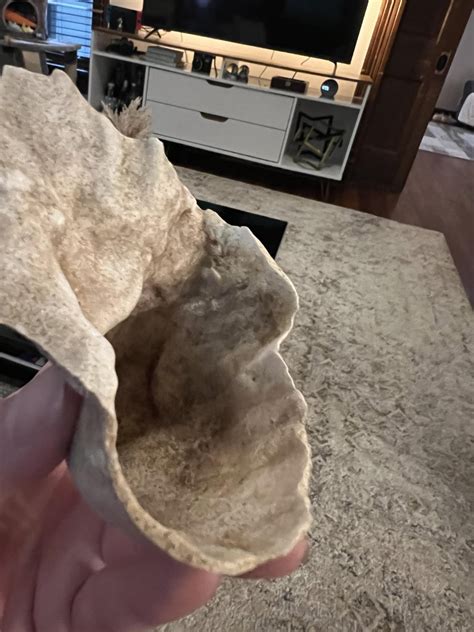 Fossil Or Broken Garden Decor R Fossilhunting