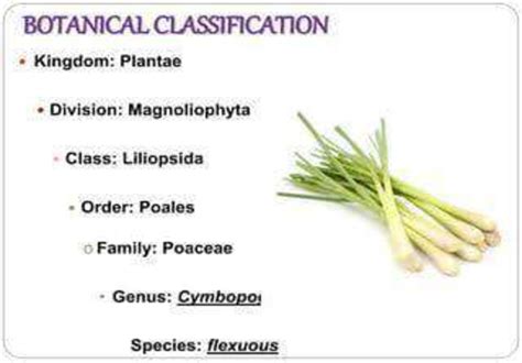 Botanical Classification Download Scientific Diagram
