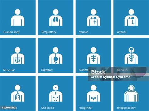 인간의 해부학 림프 외피 비뇨 생식 기 내 분 비 호흡기 신경 및 소화 시스템 아이콘 파란색 배경에 간 내부 기관에 대한 스톡 벡터 아트 및 기타 이미지 Istock
