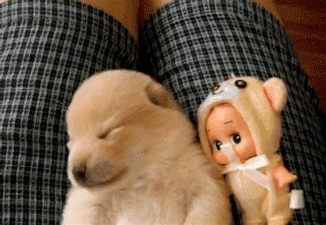 잠자는 귀여운 강아지 움짤 네이버 블로그