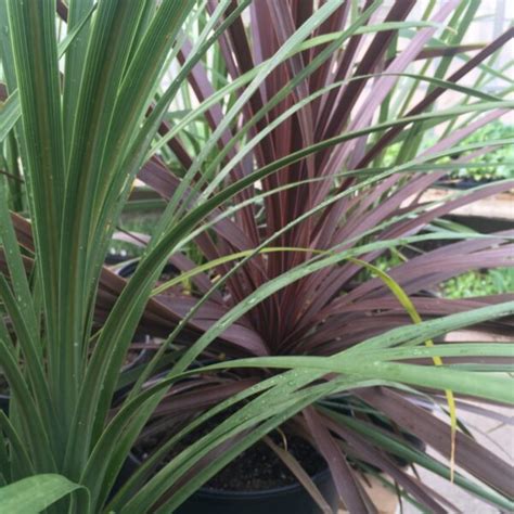 Dracaena “spikes” › Anything Grows