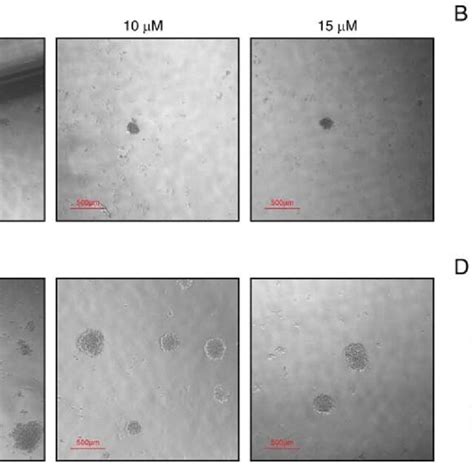 Bp 1 102 Inhibits Cell Colony Formation A Micrographs Of Cell