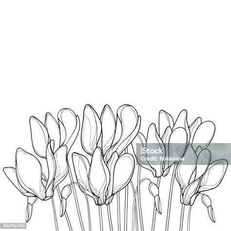 개요 시 클 라 멘 이나 알파인 보라색 꽃 무리와 버드 블랙 흰색 배경에 고립에 벡터 꽃다발 0명에 대한 스톡 벡터 아트 및