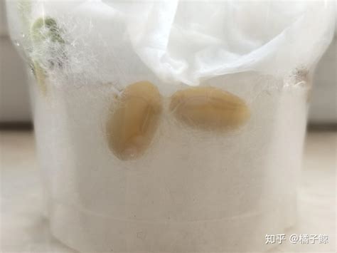 种子的七日萌发及体悟思考： 知乎