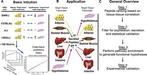 A Strategy For Discovery Of Endocrine Interactions With Application To Whole Body Metabolism