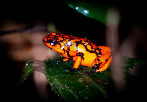 Actress Dies After Consuming Poisonous Frog Venom As Part Of Spiritual