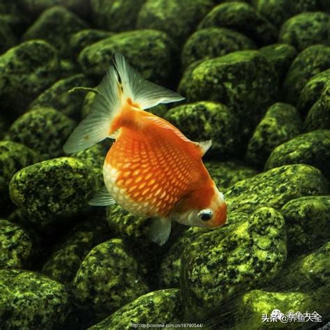 如何養金魚不會死 每日頭條