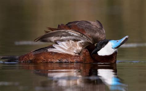 Ruddy Duck Audubon Field Guide