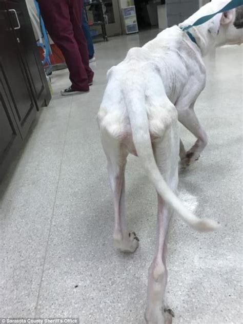 Floride Une Femme Accusée De Cruauté Envers Les Animaux Fait Face à