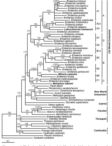 Figure 2 From Phylogeny And Classification Of The Old World Emberizini