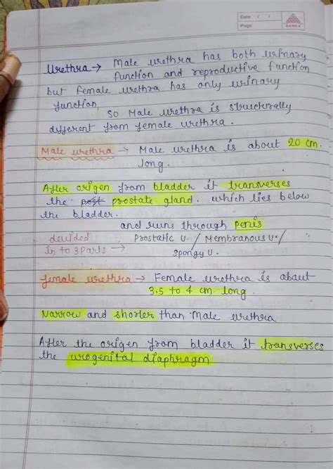 Solution Urinary Bladder And Maturation Reflexe Physiology Studypool