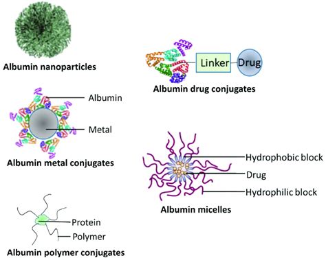Different Types Of Albumin Based Carriers Download Scientific Diagram