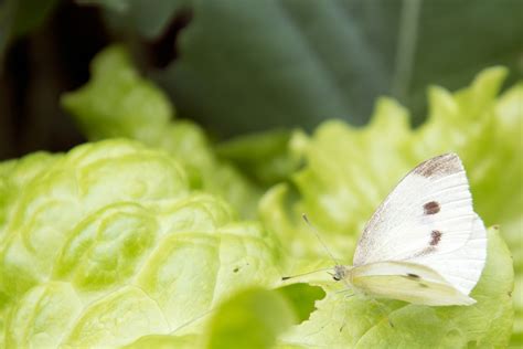 Cabbage Pests Top Tips On Identification And Control