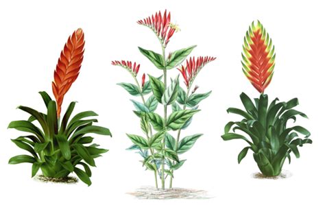 复古插画花卉艺术 免费图片 Public Domain Pictures