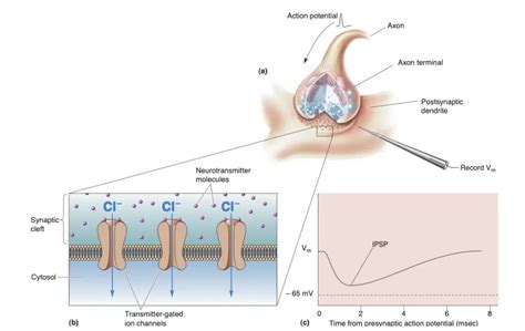 Synapse Definition Structure Principles Types And Function Biology