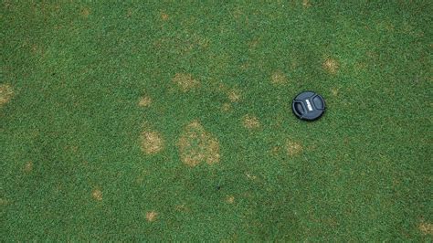 Microdochium Patch Nc State Extension