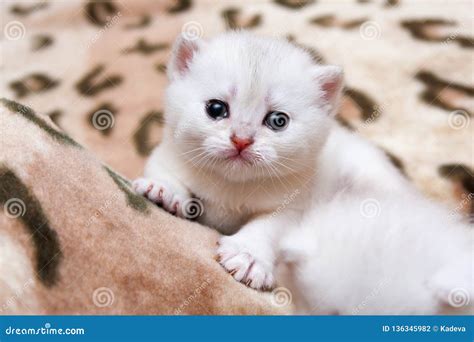 Cute Tiny White Kittens