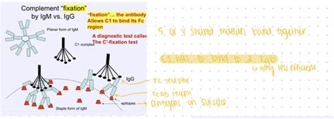 Complement System Lec Flashcards Quizlet