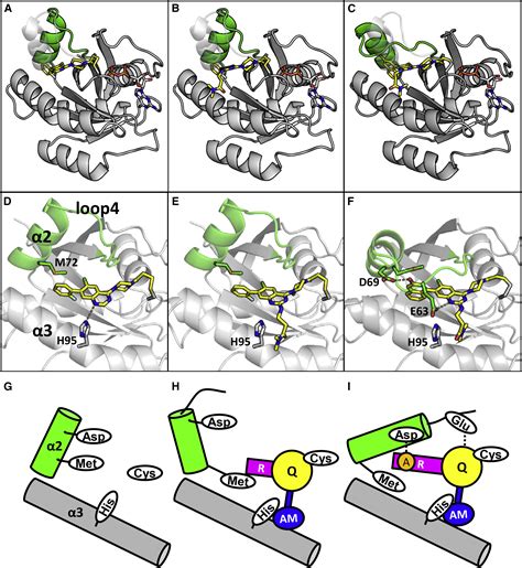 Potent And Selective Covalent Quinazoline Inhibitors Of KRAS G12C Cell