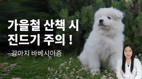 가을 산책 시 주의하세요 강아지바베시아 감염 시 증상과 치료방법은 Youtube