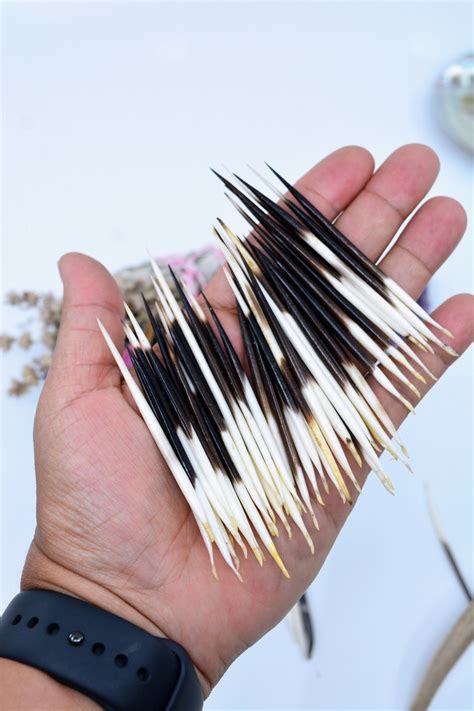 Tiny Natural Porcupine Quills 25 3 Inch 5 Pieces Jewelry Making