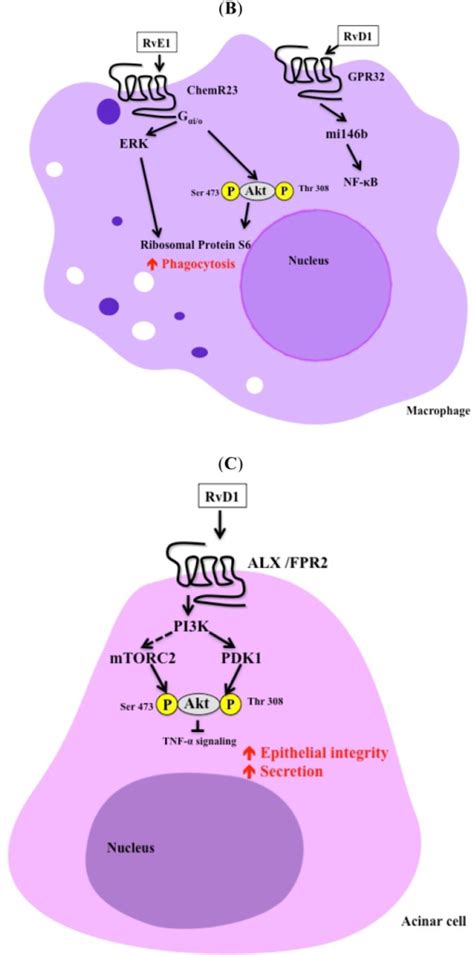 Omega C Nf Kb Omega Fatty Acids And Vitamin C Inhibits Nf Bb Expression Via Ppar
