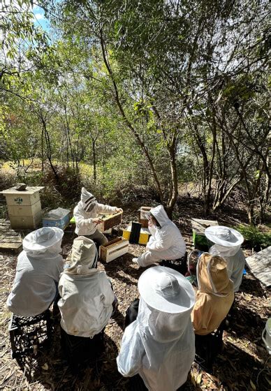 Beekeeping Class Sydney Ts Classbento