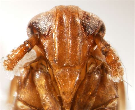 Genus Euides Fieber 1866 Planthoppers Of North America