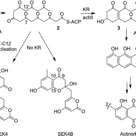 Proposed Biosynthetic Pathway To Actinorhodin 1 The Polyketone 2 Is