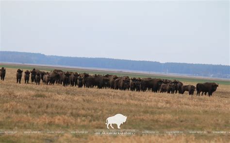 Новости Официальный сайт Национального парка Беловежская пуща