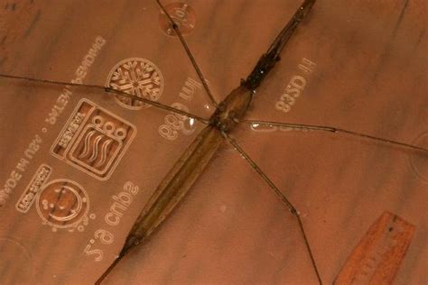 Water Scorpion The Backyard Arthropod Project