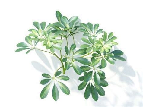 Schefflera Octophylla 6 Variations 3d Model Cgtrader