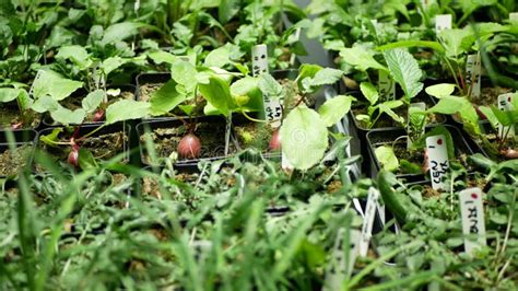 Radish Laboratory Science Raphanus Raphanistrum Sativus Biotechnology