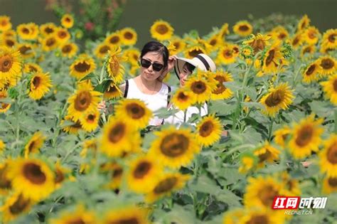 乡村游受热捧 前四天湖南文旅市场收入超52亿元湖南民生网