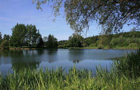 Pond Trees Grass Free Photo On Pixabay Pixabay