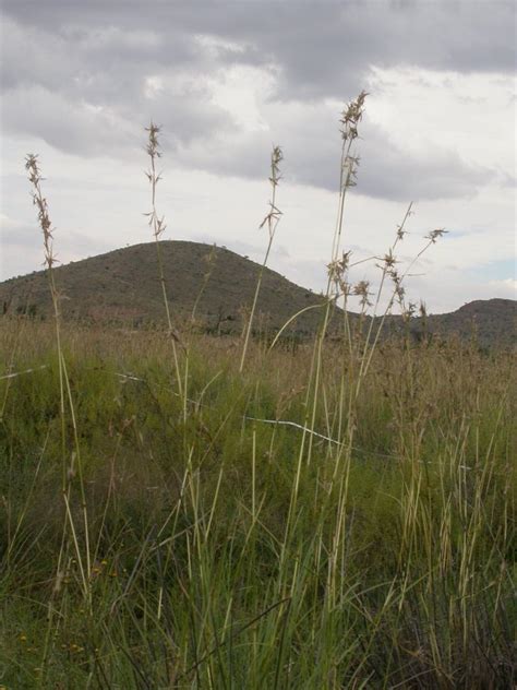 Photo Guide To Plants Of Southern Africa