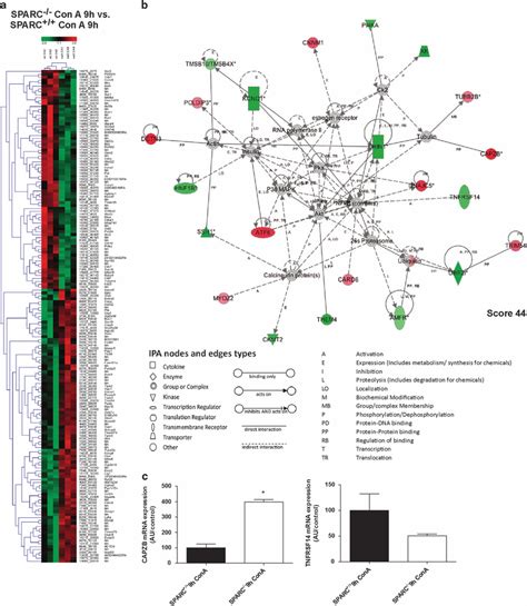 Heatmap And Top Network Of Differentially Expressed Genes A Heatmap Download Scientific